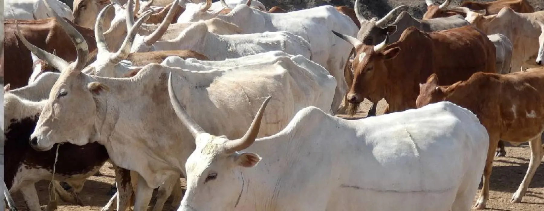 Bénin : un commerçant de bétail tué par des individus armés à Gogounou